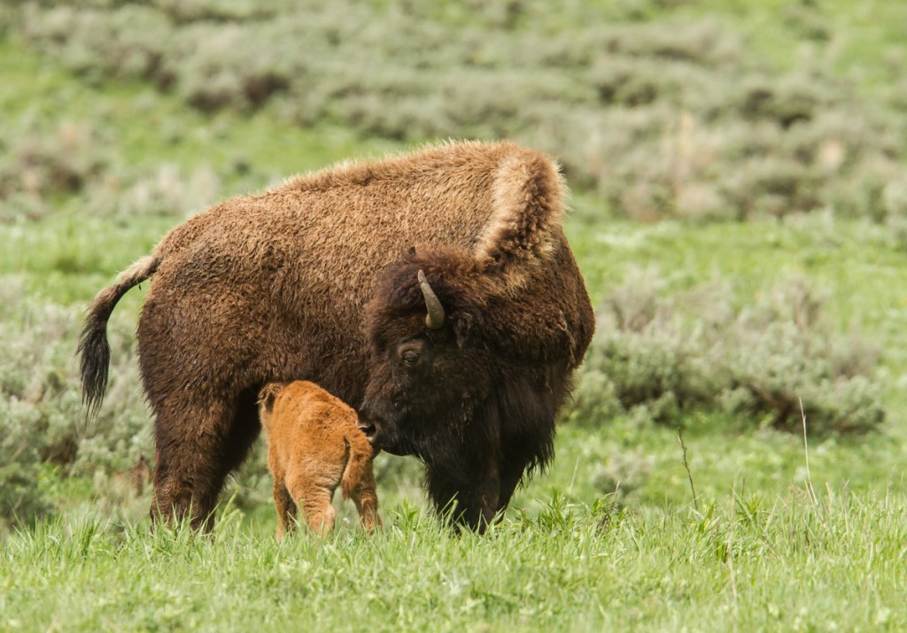 Bison Babies | Roads End Naturalist