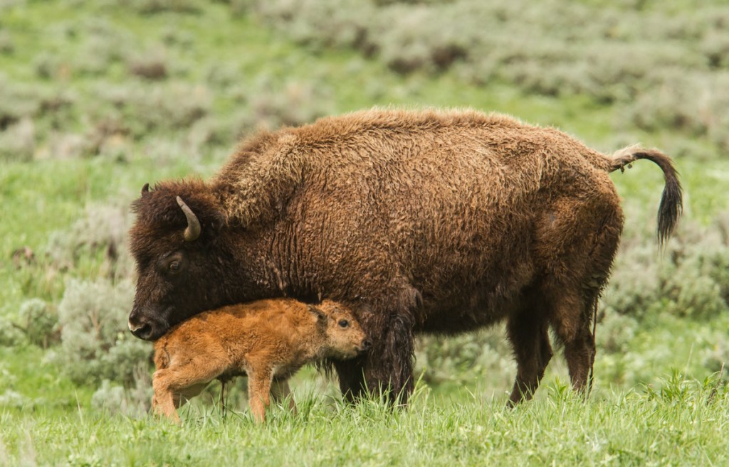 Bison Babies | Roads End Naturalist