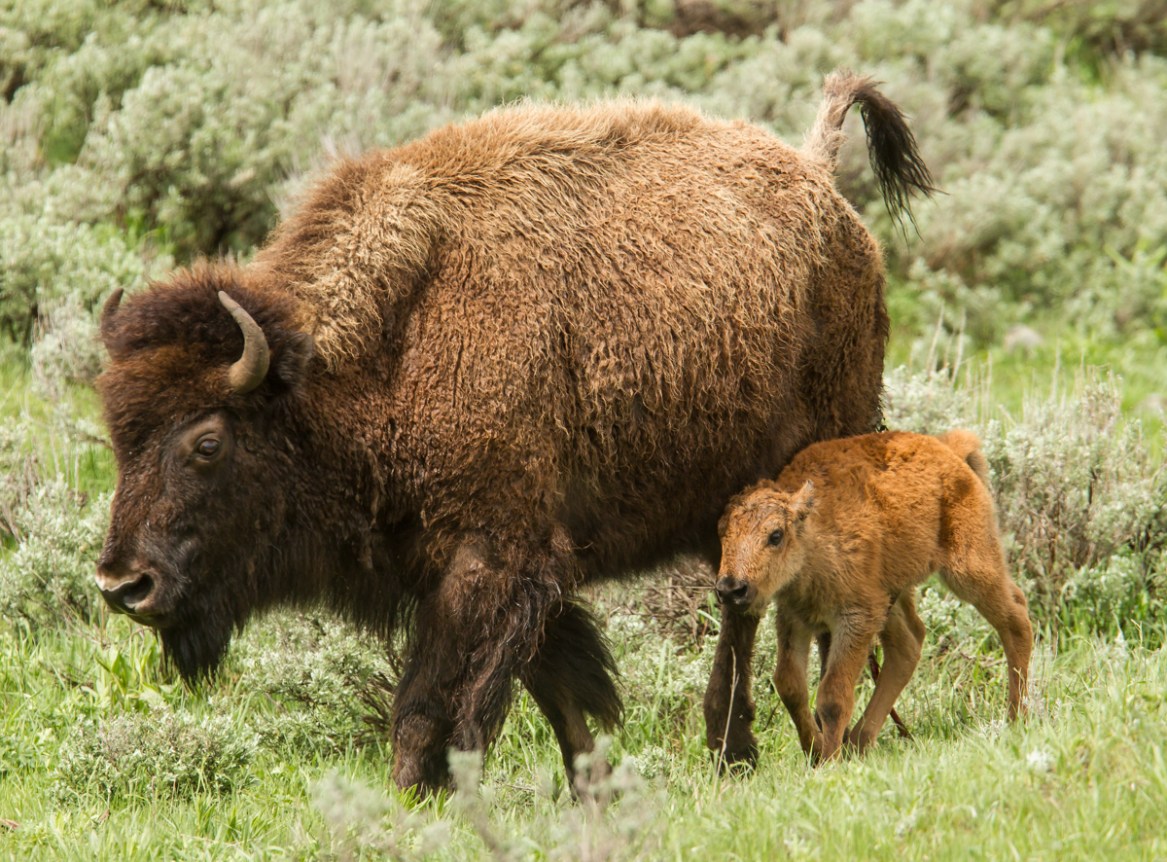 Bison Babies – Roads End Naturalist