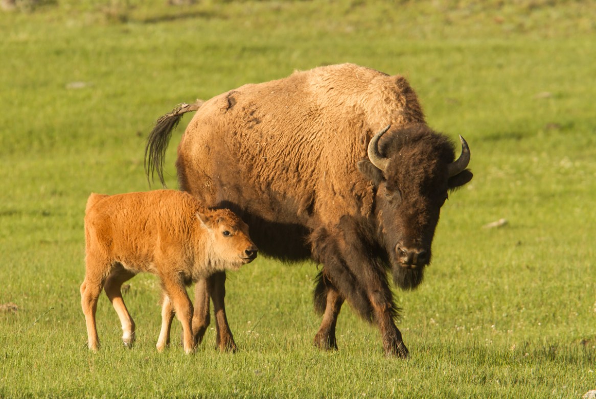Bison Babies – Roads End Naturalist