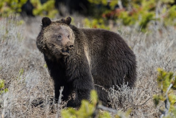 What Grizzlies Eat | Roads End Naturalist