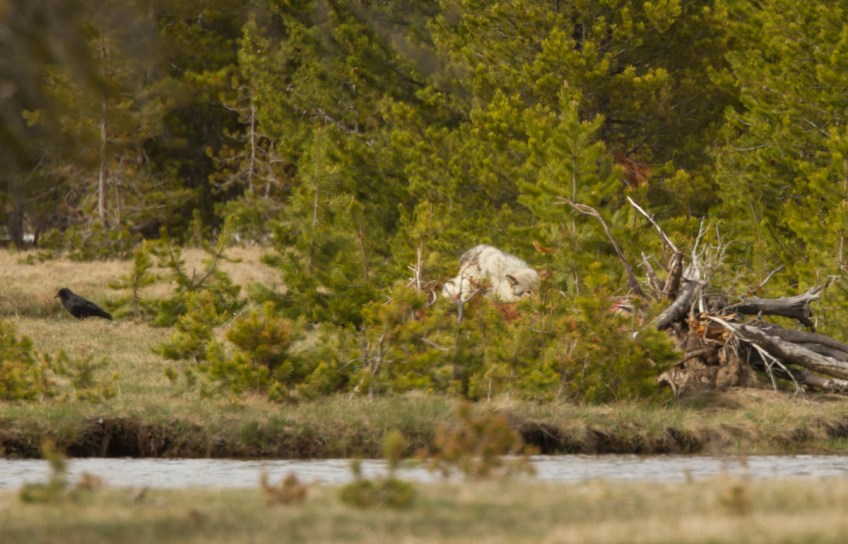 Wolf on carcass in trees | Roads End Naturalist