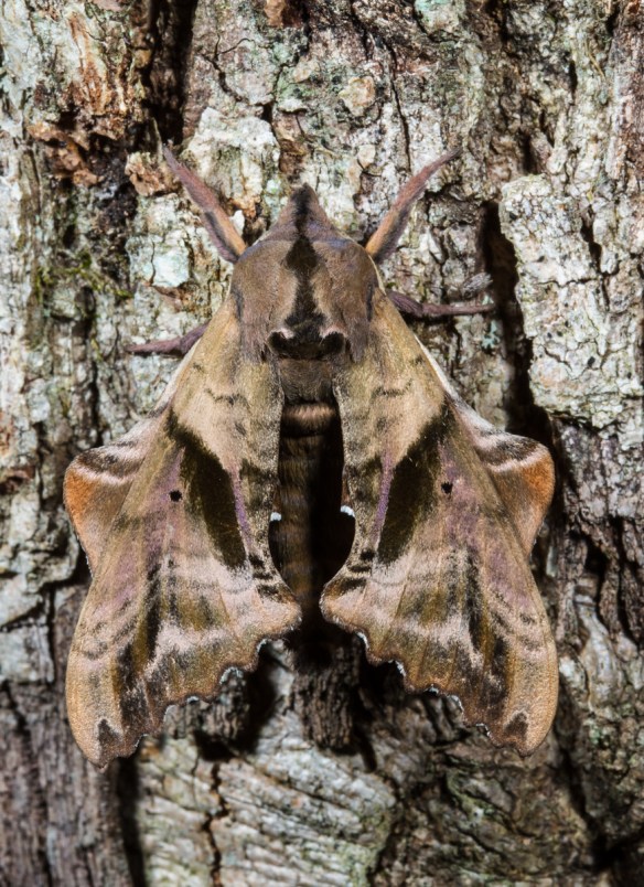 Blinded Sphinx – Roads End Naturalist