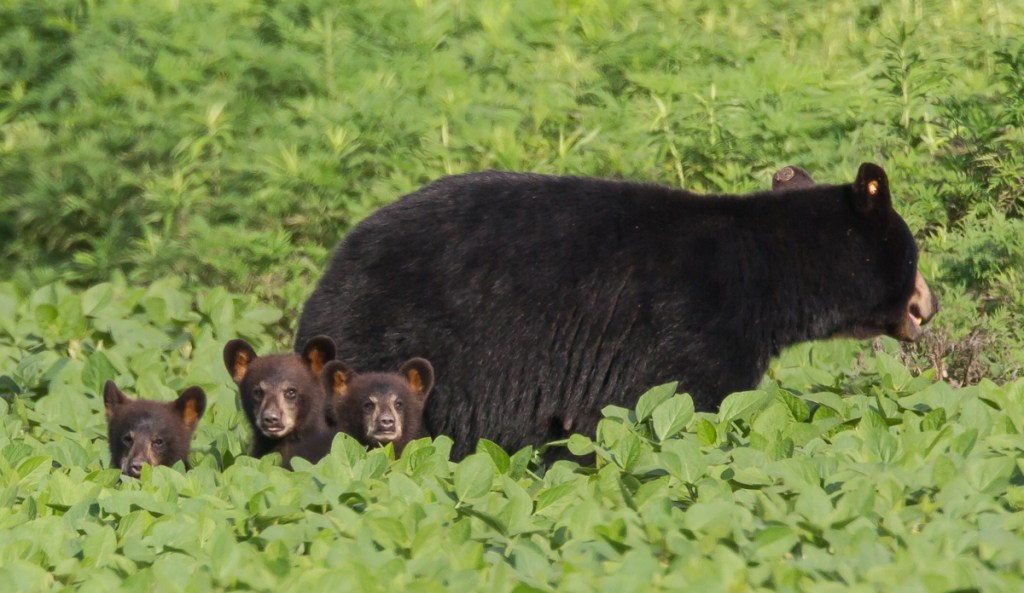 The Wilds Close to Home | Roads End Naturalist
