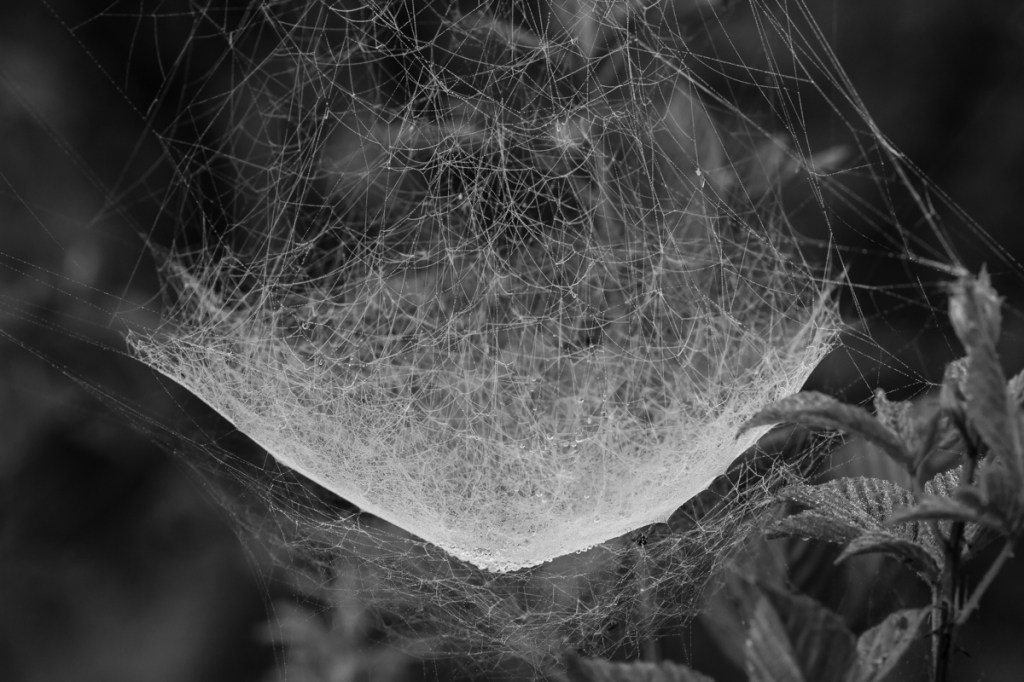 spider webs | Roads End Naturalist