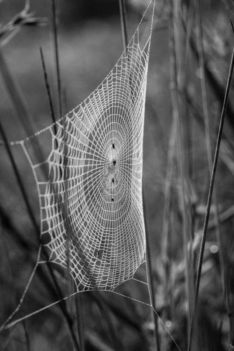 spider webs | Roads End Naturalist