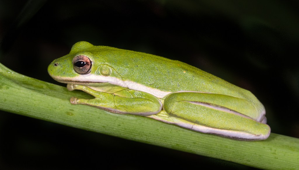 green treefrog | Roads End Naturalist