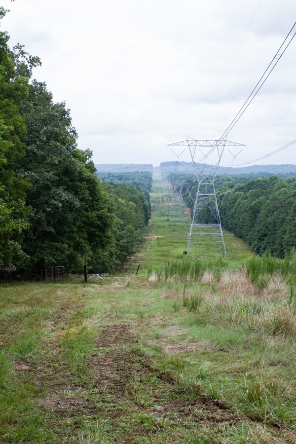 power line clearing | Roads End Naturalist