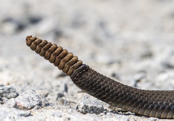 rattlesnake rattle | Roads End Naturalist