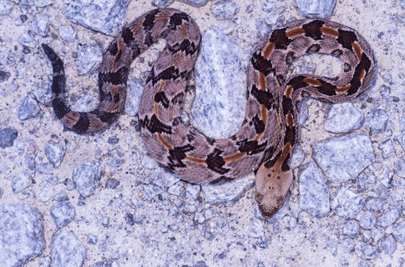 Baby Rattle – Roads End Naturalist