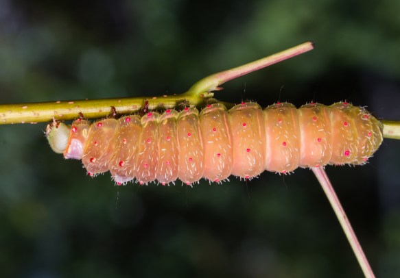 Larval Leftovers | Roads End Naturalist