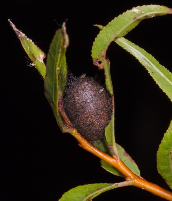 Larval Leftovers | Roads End Naturalist