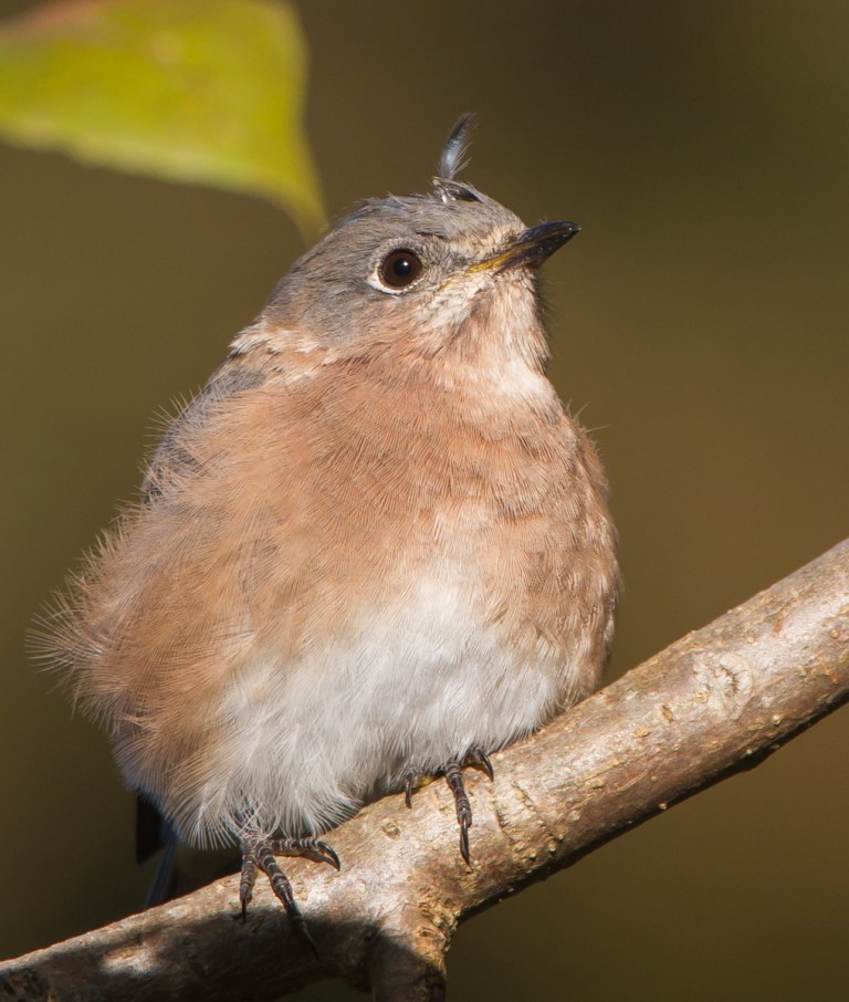 eastern bluebird – Roads End Naturalist