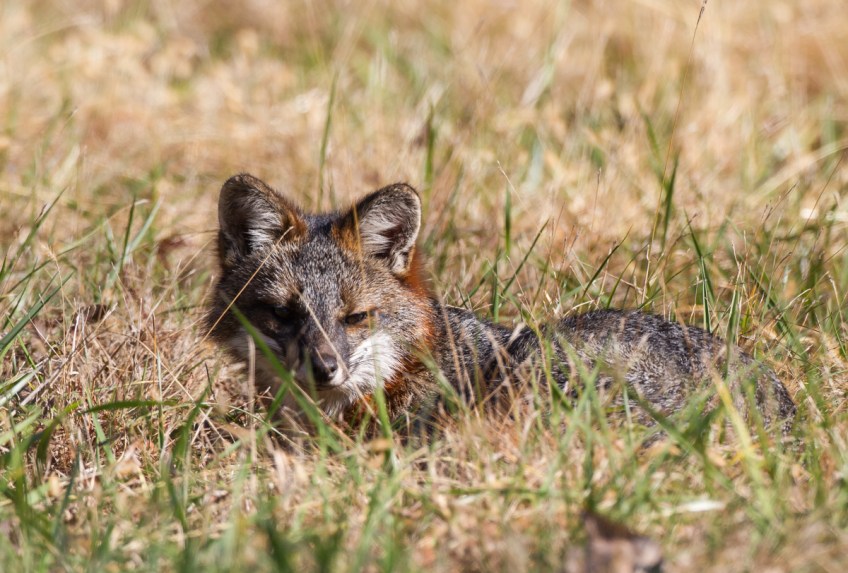 Gray Fox napping | Roads End Naturalist