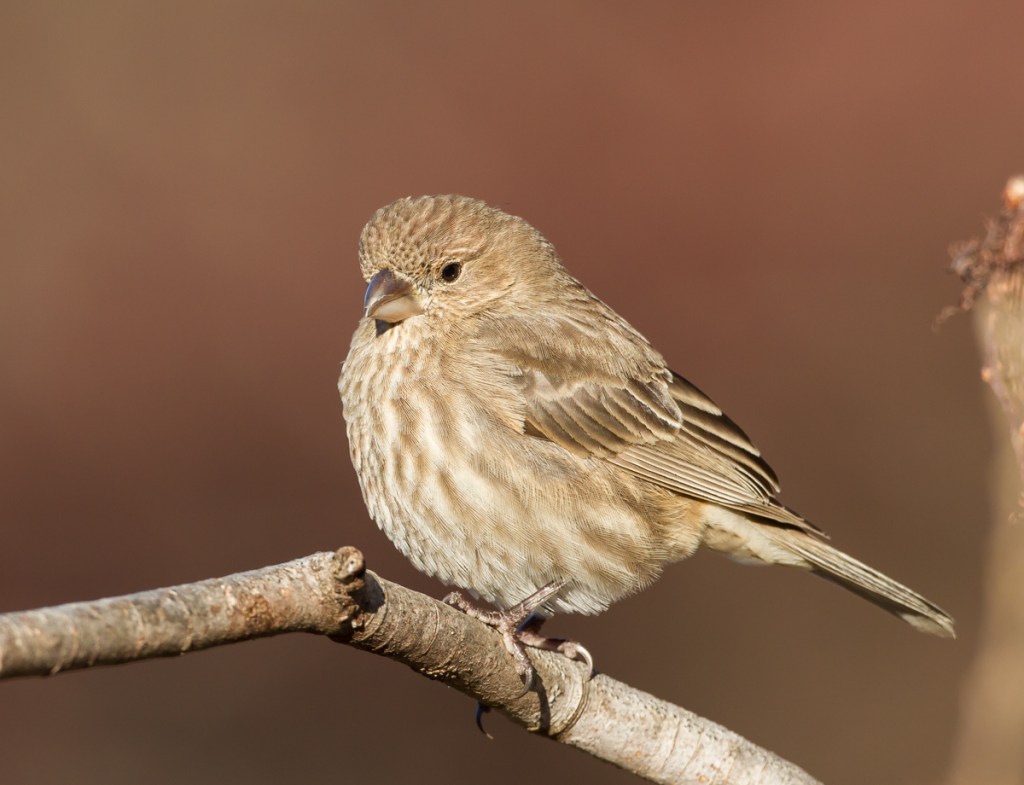 purple finch | Roads End Naturalist
