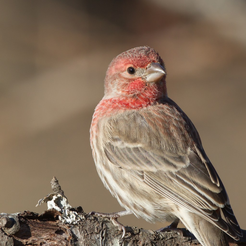 Finch Findings, Part 2 | Roads End Naturalist
