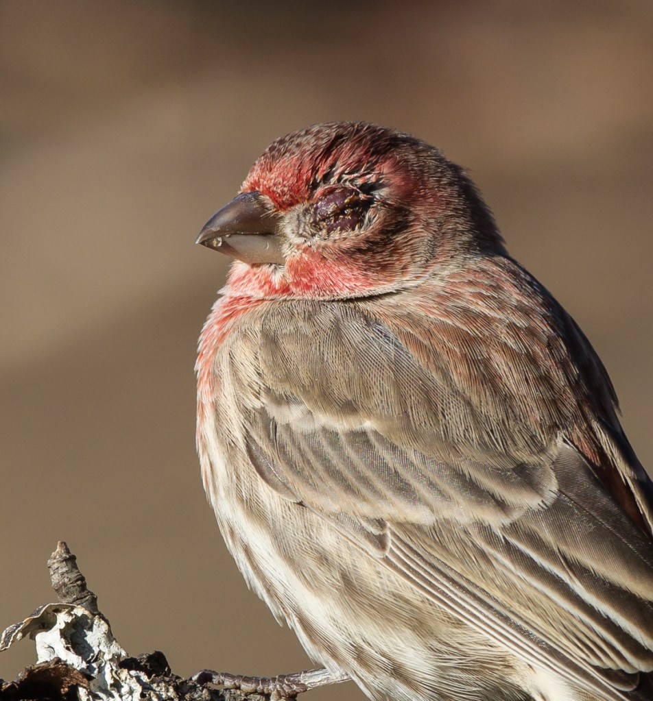 Finch Findings, Part 2 | Roads End Naturalist