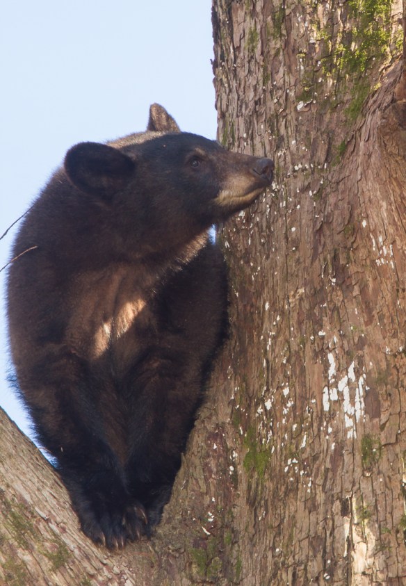 January | 2015 | Roads End Naturalist