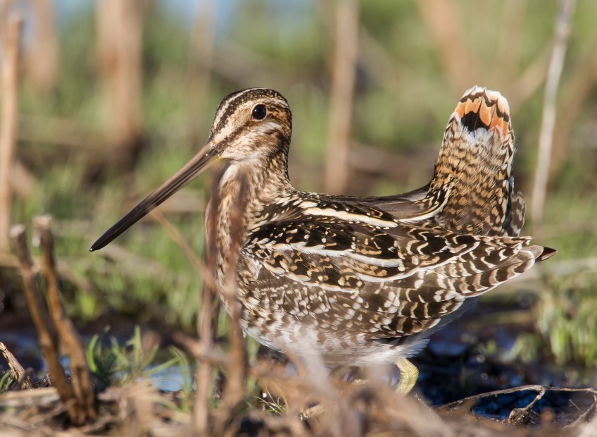 Snipe threat display | Roads End Naturalist