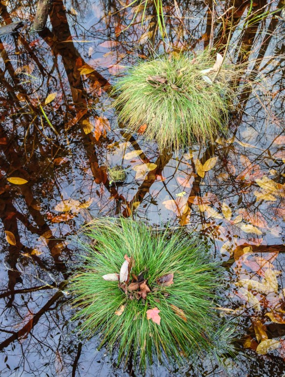 Changing Weather – Roads End Naturalist