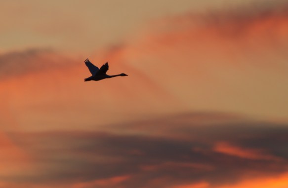 Swan flying at sunset | Roads End Naturalist