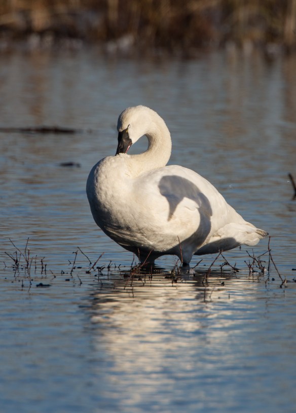 Season of the Swan – Roads End Naturalist