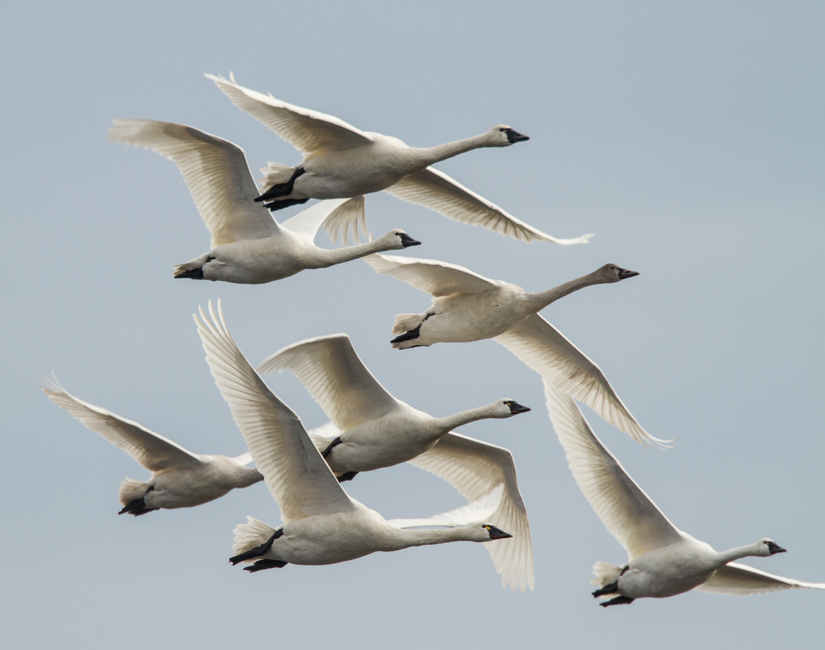Season of the Swan – Roads End Naturalist