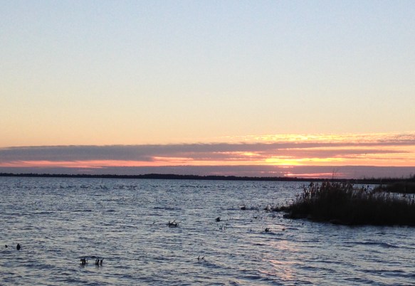 Pungo Reflections – Water | Roads End Naturalist