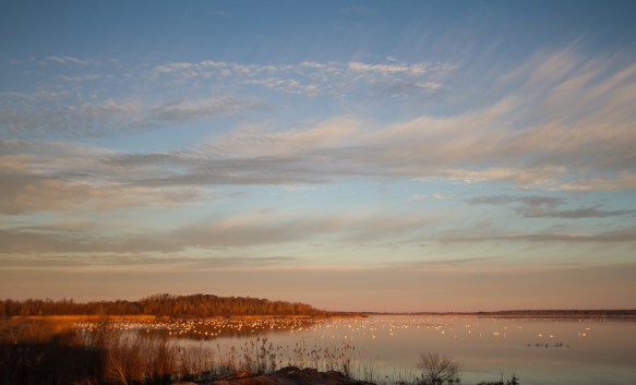 Pungo Reflections – Water | Roads End Naturalist