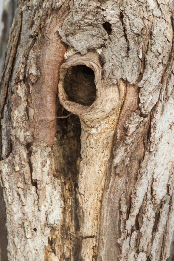Enough Already | Roads End Naturalist