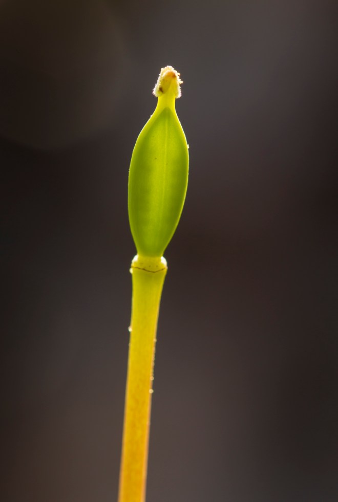 myrmecochory – Roads End Naturalist