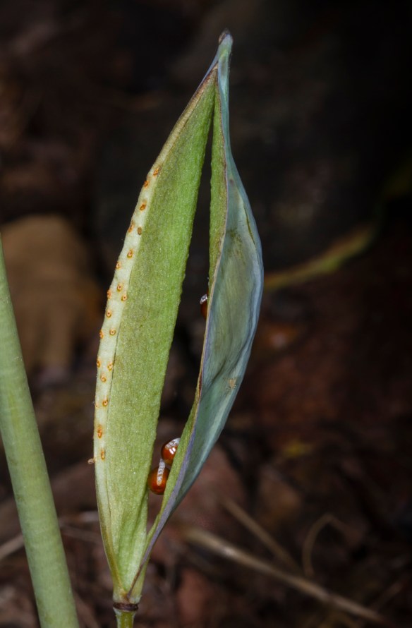 myrmecochory | Roads End Naturalist