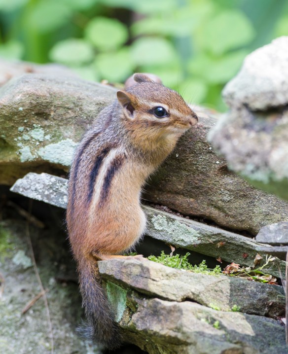 Chippies | Roads End Naturalist