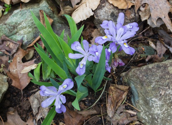 Yard Tour | Roads End Naturalist