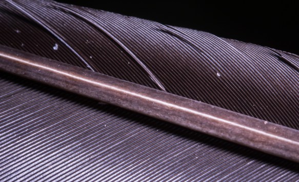 Small Wonders | Roads End Naturalist