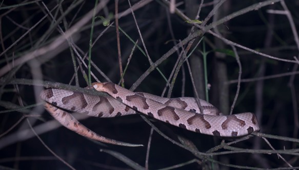 Copperhead | Roads End Naturalist