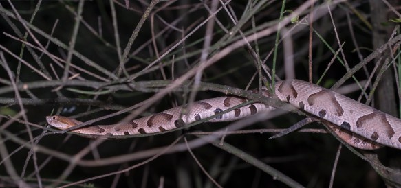 Copperhead | Roads End Naturalist