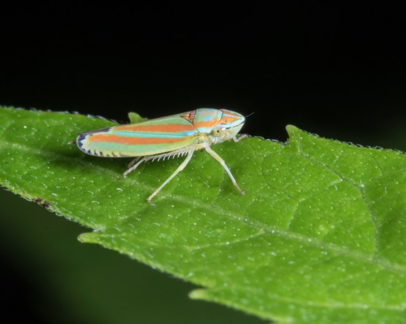 Small Wonders | Roads End Naturalist