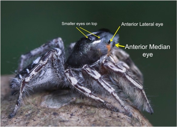 Here’s Looking at You – Roads End Naturalist