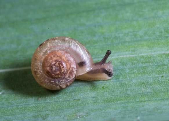 Small Wonders | Roads End Naturalist