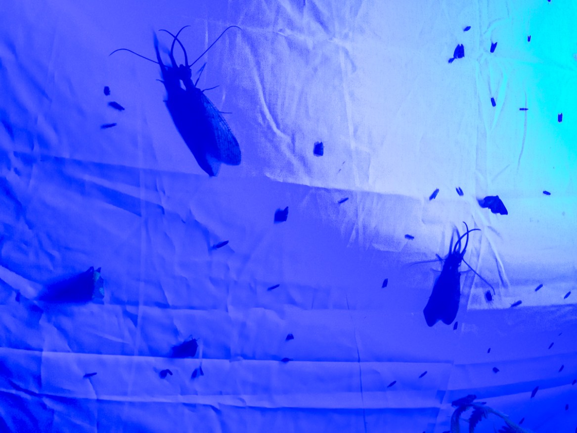 moth light – Roads End Naturalist