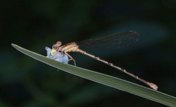 Predators Lurking Everywhere | Roads End Naturalist