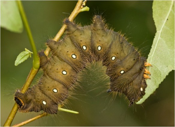 imperial moth | Roads End Naturalist