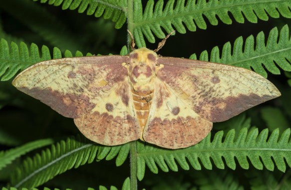 imperial moth | Roads End Naturalist