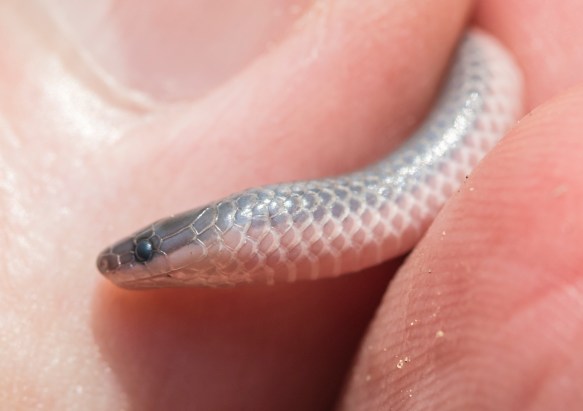 eastern worm snake | Roads End Naturalist