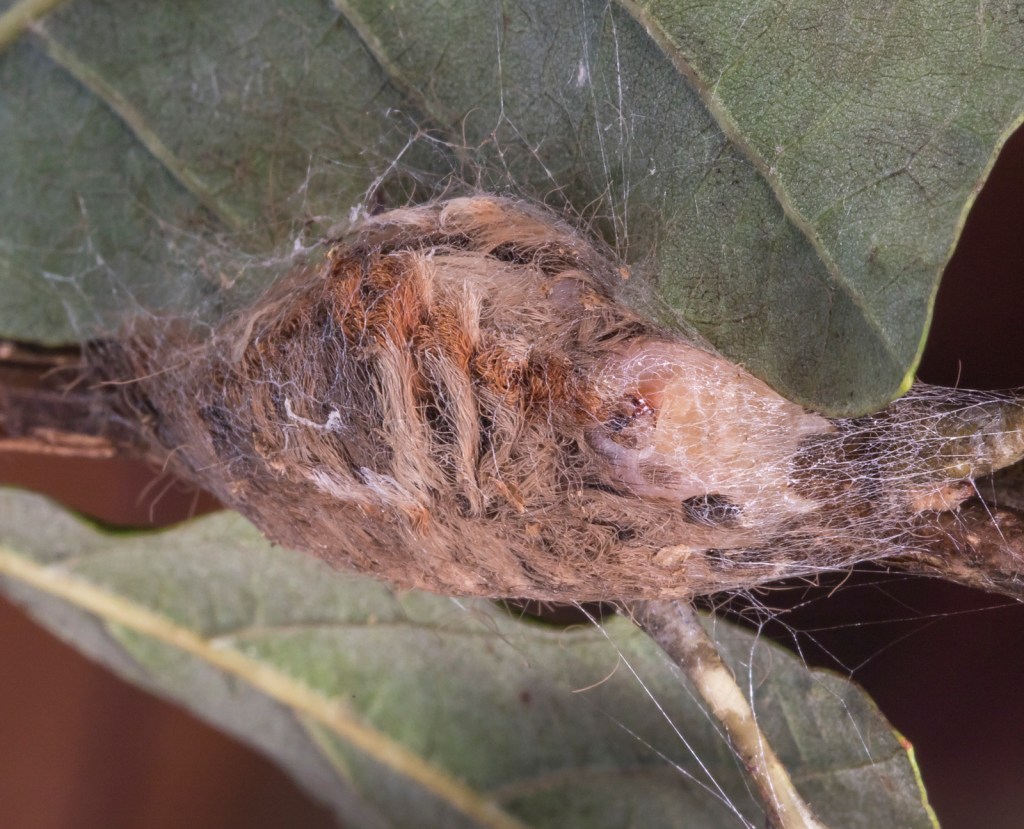 September | 2015 | Roads End Naturalist