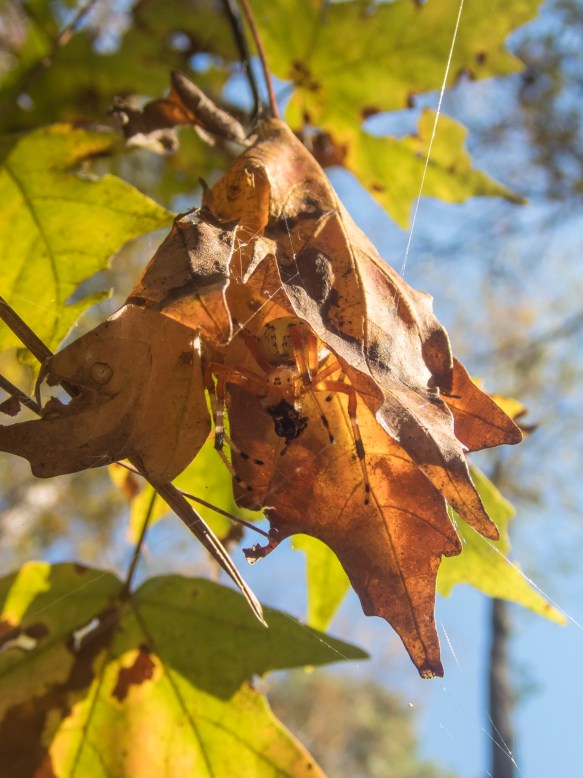 Hiking the Haw | Roads End Naturalist