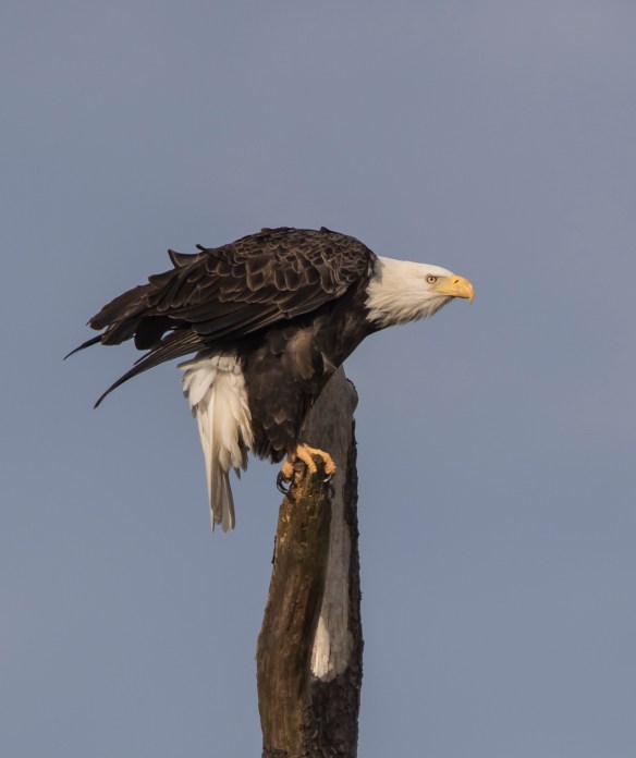 An Eye for Eagles | Roads End Naturalist