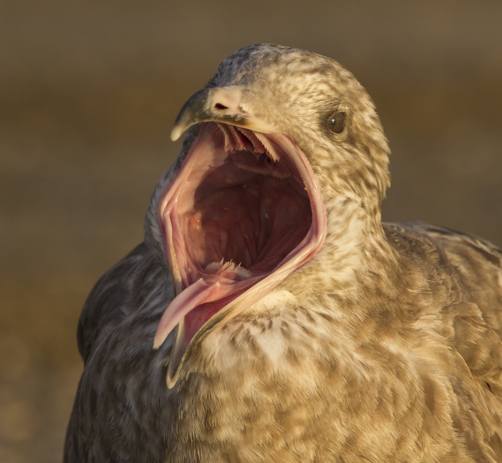 Say Ahh… | Roads End Naturalist
