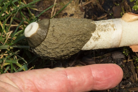 Stinkhorn – Roads End Naturalist